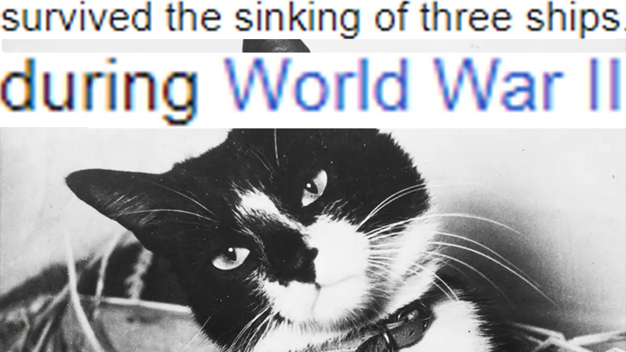 weakest german cat