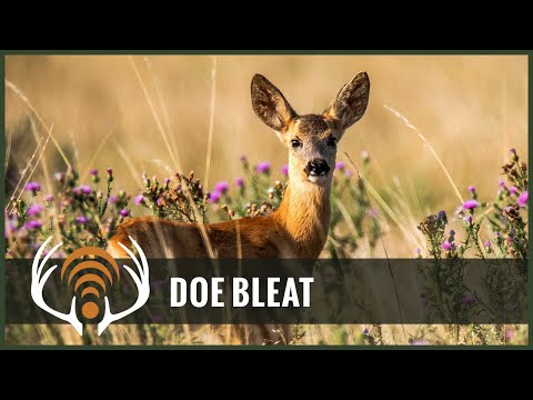 Doe Bleat! Sound Only - Call in Big Bucks!