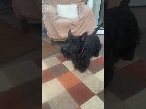 Scottish Terrier rubbish at being brave!