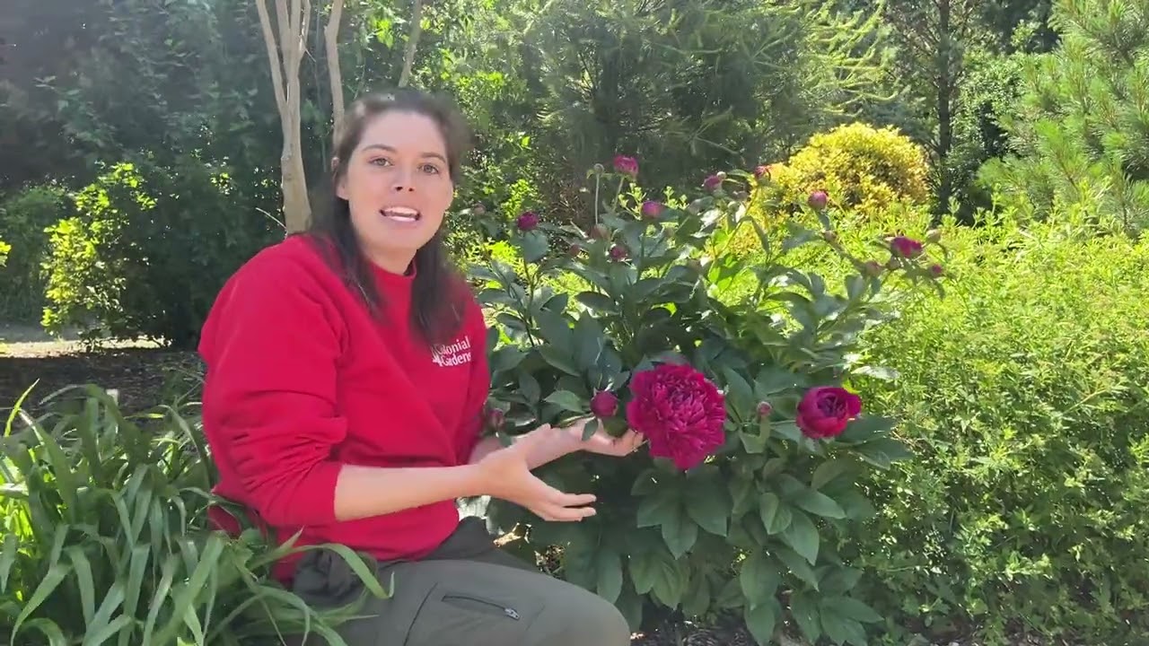Why You Should Plant ‘Karl Rosenfield’ Peonies