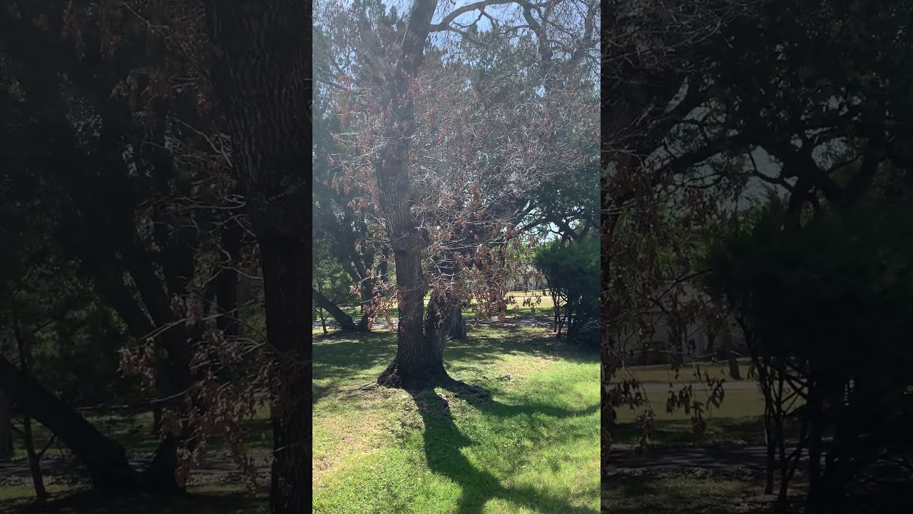 Oak Wilt in Central Texas: Live Oak to Red Oak Root Grafting