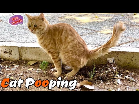 Cat pooping ,this time too much poop for hiding 🫣