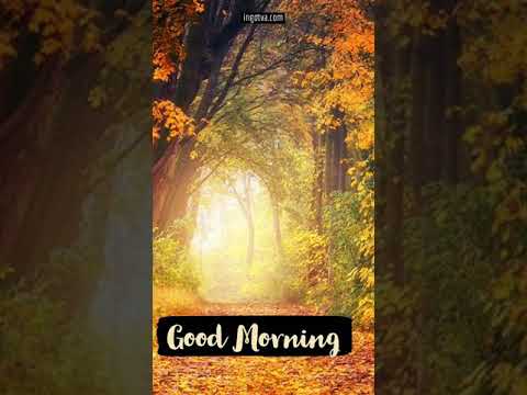 Good Morning Video Status Post | Whatsapp | Instagram | Facebook | Morning | Web post resolution
