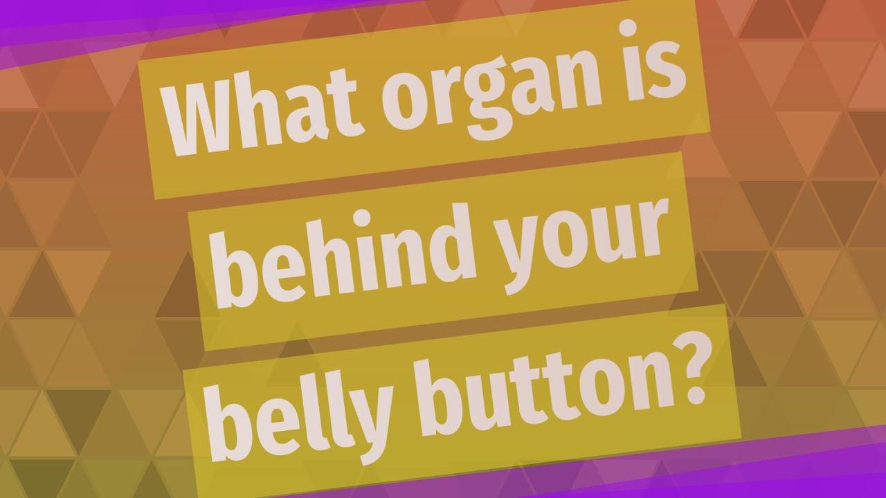 What organ is behind your belly button?