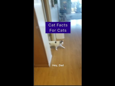Cat Facts For Cats