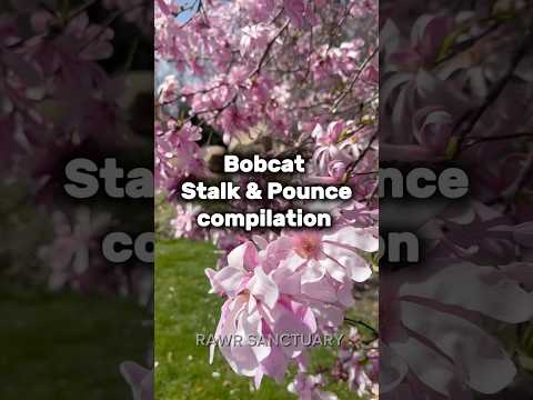 Bobcat Stalk & Pounce Compilation! #cats #bobcats #wildcats #catrescue