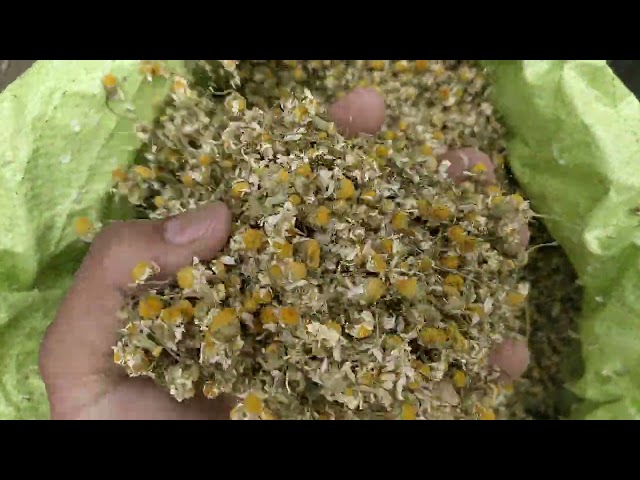 Herbal Flowers - Dried Akarkara Flower Manufacturer from Neemuch