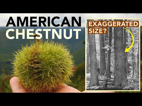 American Chestnut: Just How Massive Was It?
