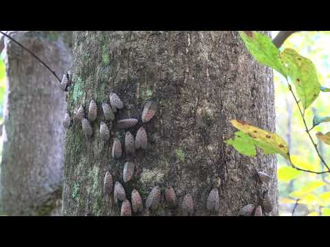 Spotted lanternfly life stages 2023