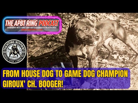 The story of Giroux Ch Booger - From House Dog to Gamedog Icon