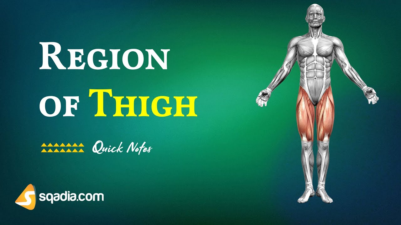 Lower Limb: Region of Thigh | Introduction | Medical Student Tips and Mnemonics
