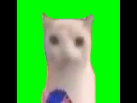 Cat eating chips on a green screen