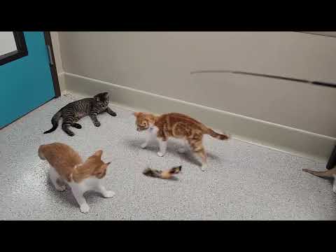 Meet the Kittens!
