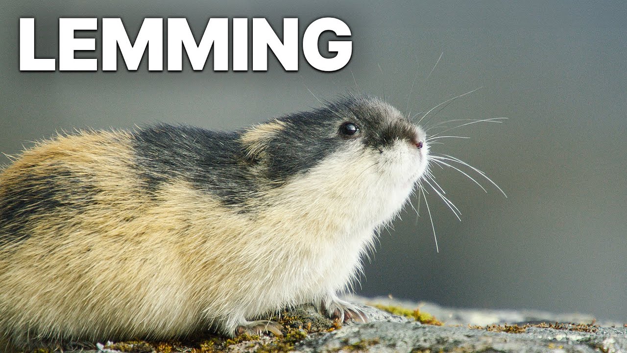 Lemming - The Little Giant of the North | Wildlife Documentary