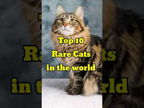 Top 10 Rare cat breeds in the world