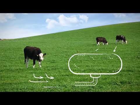 Renewable Natural Gas | Less We Can