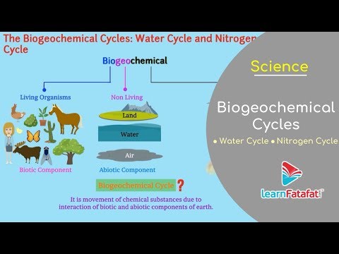The Biogeochemical Cycles - Water Cycle and Nitrogen Cycle Video ...