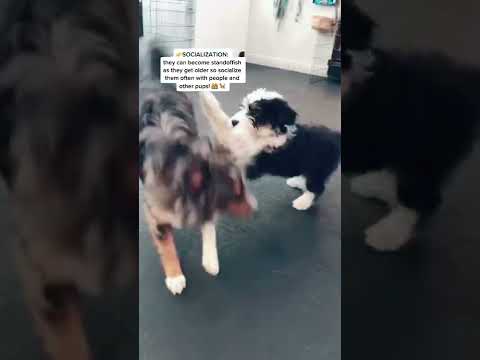 3 Training Tips for BERNEDOODLES🐶