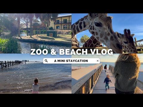 WEEKEND VLOG | FUN TRIP TO THE ZOO & BEACH | MINI STAYCATION , Found on ...