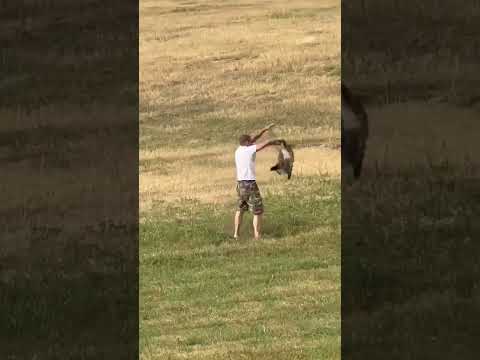 Catching a live badger barehanded. Montana noodling
