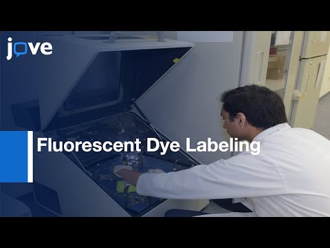 Fluorescent Dye Labeling of RBC and WBC to study Retinal flow dynamics |Protocol Preview