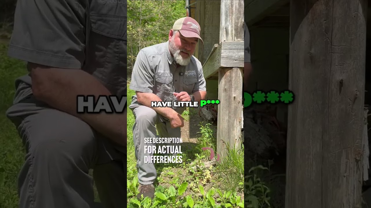 Male vs. Female Wood Bees: You Won't Believe The Difference!