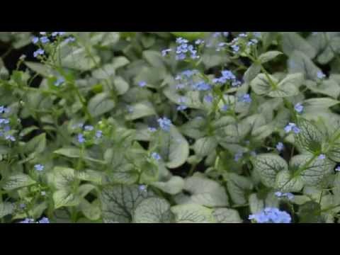 Brunnera 'Sea Heart'