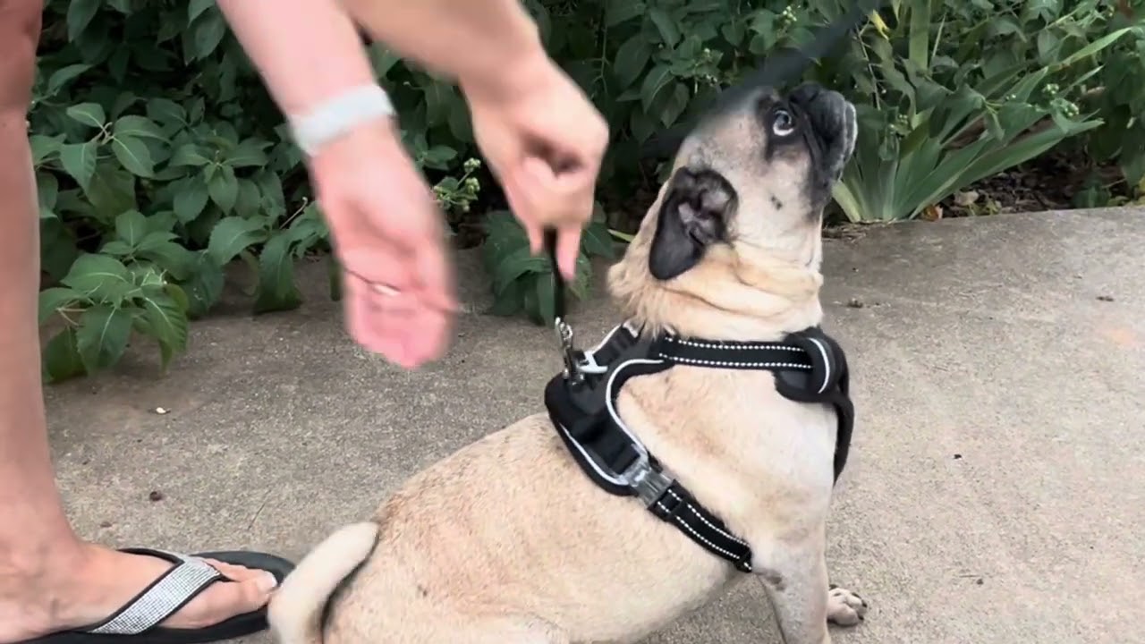 PawSafe No-Pull Dog Harness
