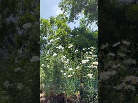 Popular favorite in California Matilija poppies growing in San Diego