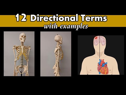 Directional terms