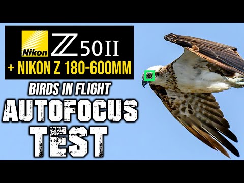 Nikon Z50 II + Nikkor Z 180-600mm: Birds in flight autofocus (1784)