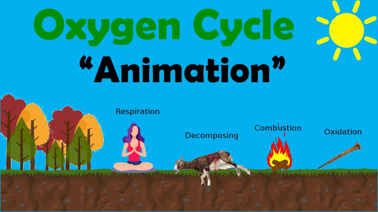 OXYGEN CYCLE | Biology Animation