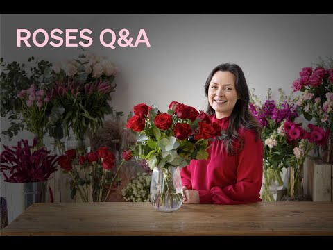 Red Roses Q&A: Everything You Need to Know About Roses! | Interflora #askaflorist #interflora