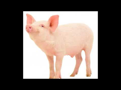 What Is Animal Science