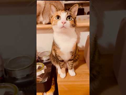 Cat meowing is so adorable