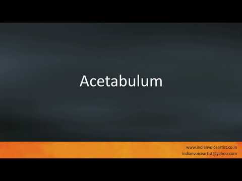 Pronunciation of the word(s) "Acetabulum".