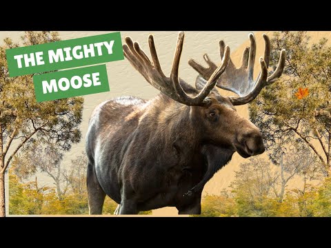 Uncovering Life Lessons From The Mighty Moose!