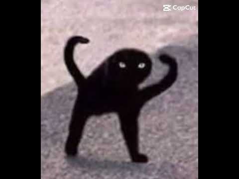 Cursed cat images #memes #cat