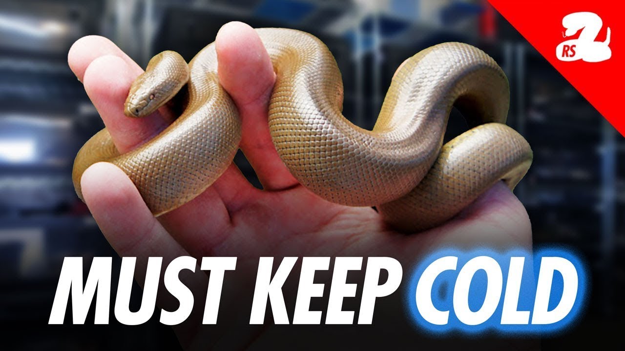 Northern Rubber Boa Unboxing and Enclosure Setup