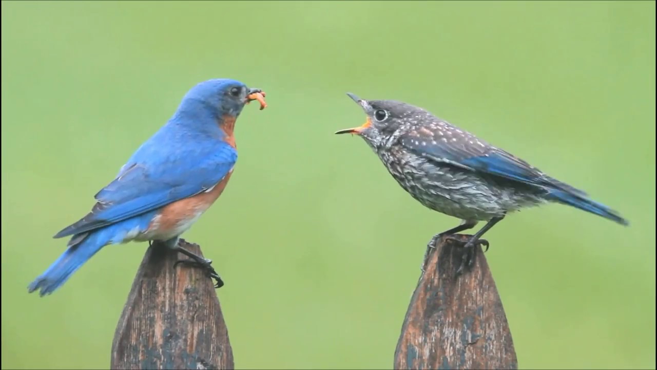 Does this bird need help?