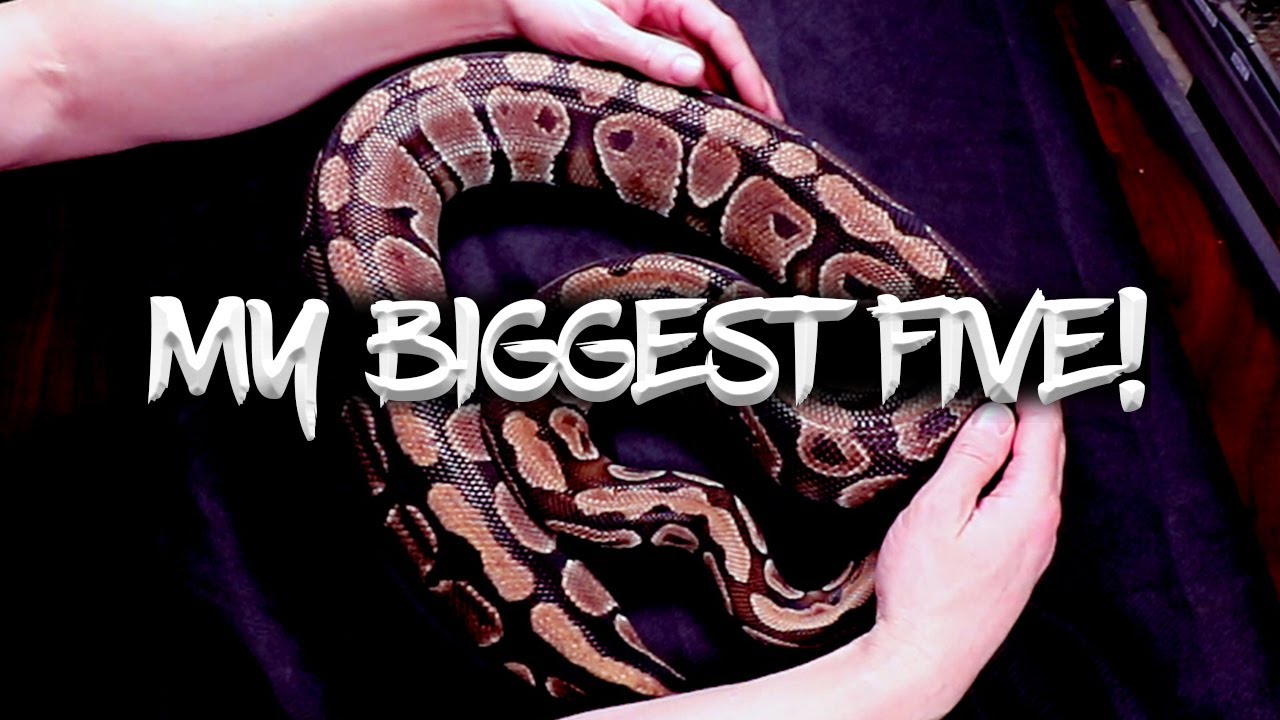 My Five Biggest Ball Pythons!