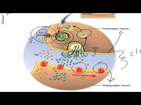 The Chemical Synapse Mcgraw-hill