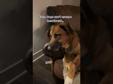 Dogs grieve just like humans do 🥹❤️