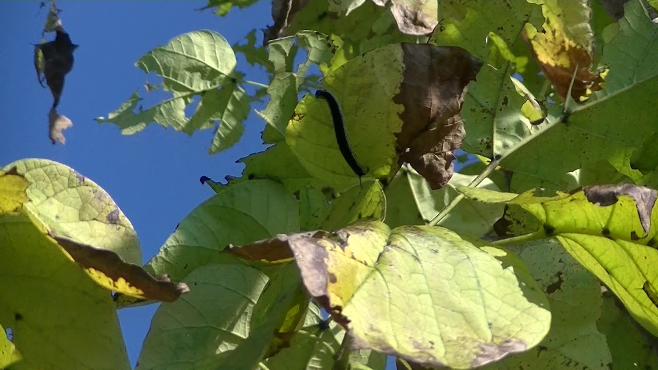 Catalpa worms early fall