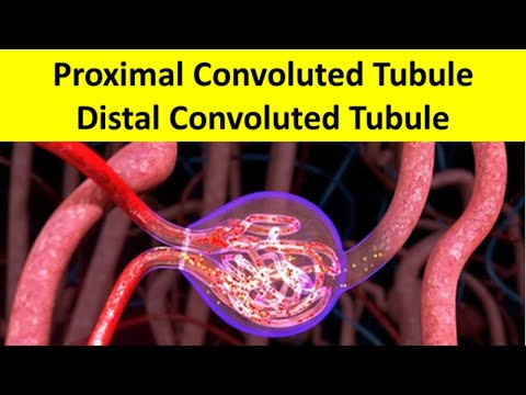 Proximal convoluted tubule vs distal convoluted tubule I Histology kidney Nephron @armandohasudungan