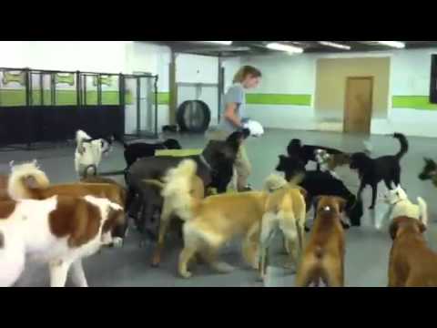 Dog's love ice at puppy playground!