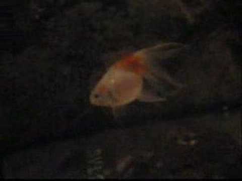 fish problem?