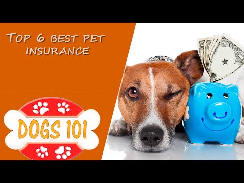 Top 6 Best Pet Insurance