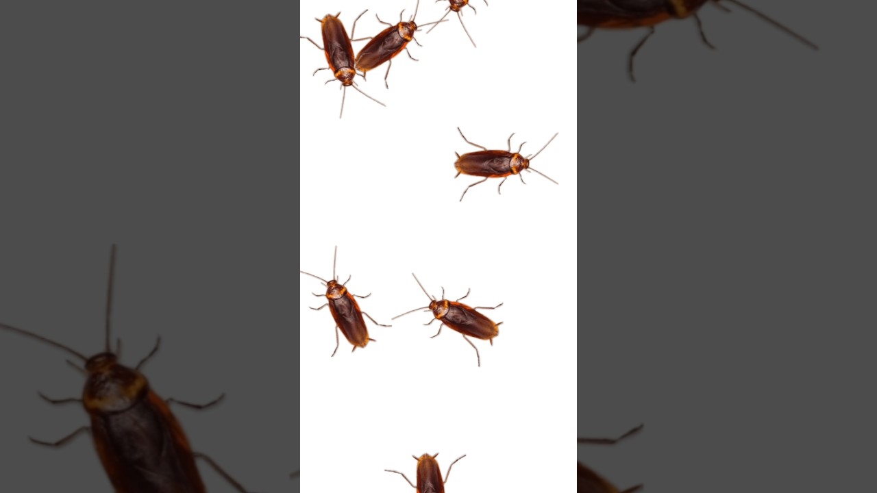 cockroach Crawling Animation isolated