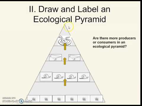 Trophic Levels and Pyramids (Theme 1 Topic 1 pg 2)